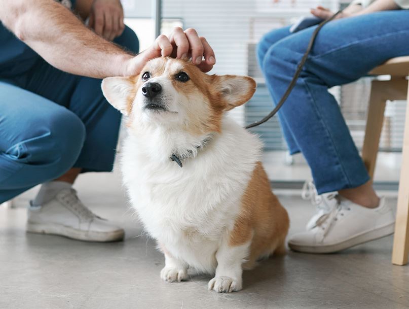 Veterinary Services | Pfister Animal Hospital